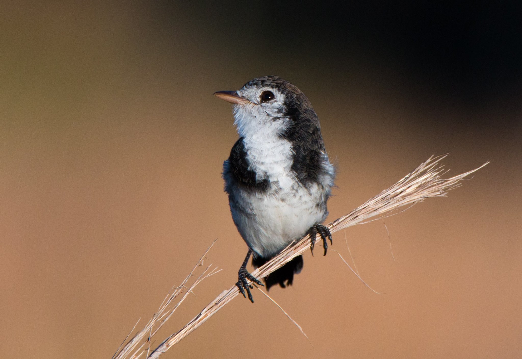10 animais silvestres que você só encontra visitando o cerrado - Curta ...