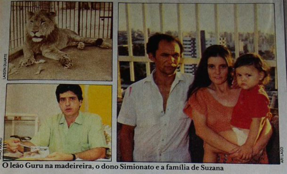 A história de Guru, um leão solto pelas ruas de Goiânia - Curta Mais ...